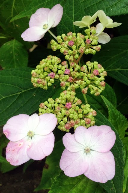 Content in a Cottage: Lacecap Hydrangea
