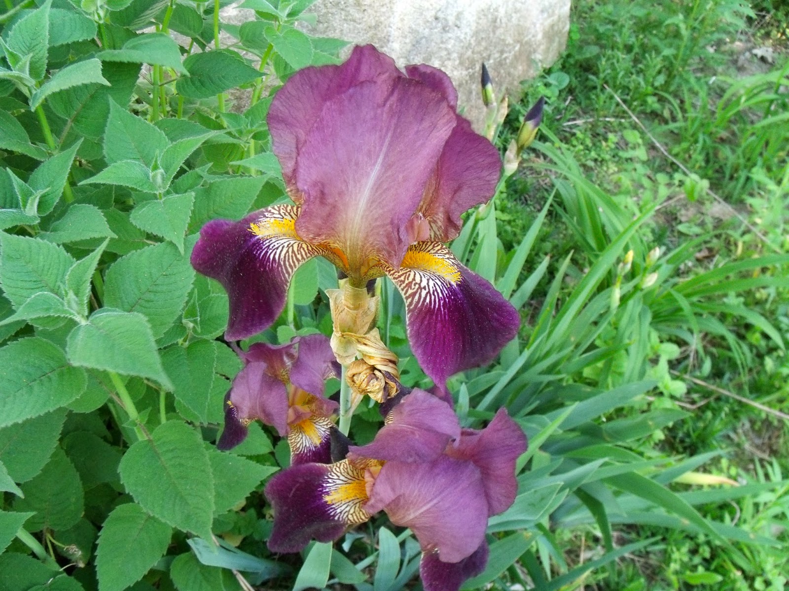 Gear Acres at Top of the Hill: My irises are looking good, too