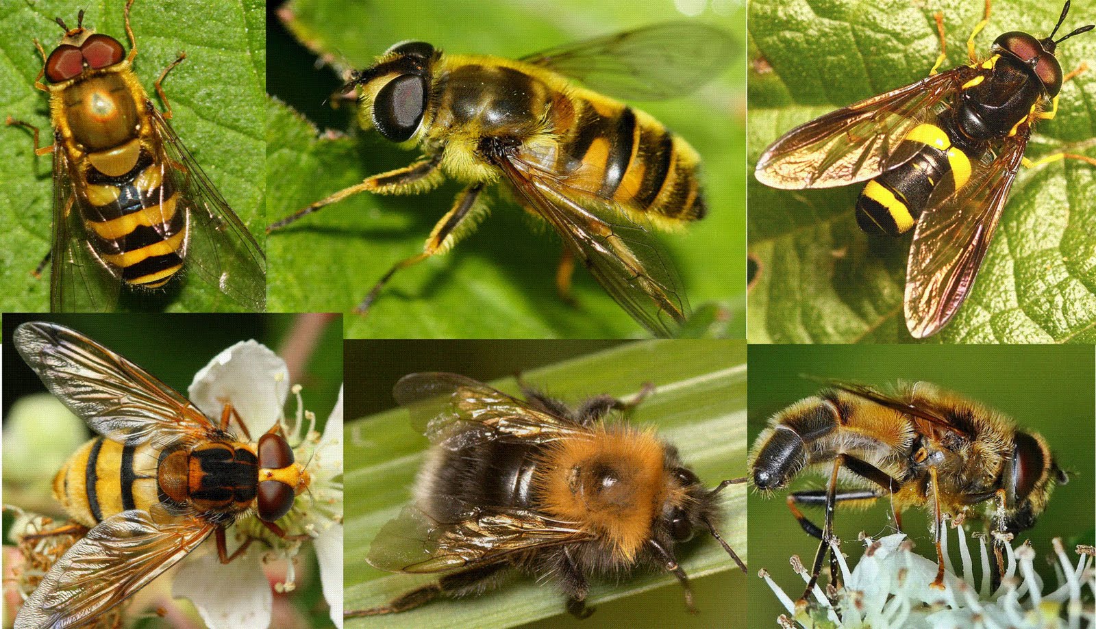 JJ's Photographic nature blog: Survival of the fittest...