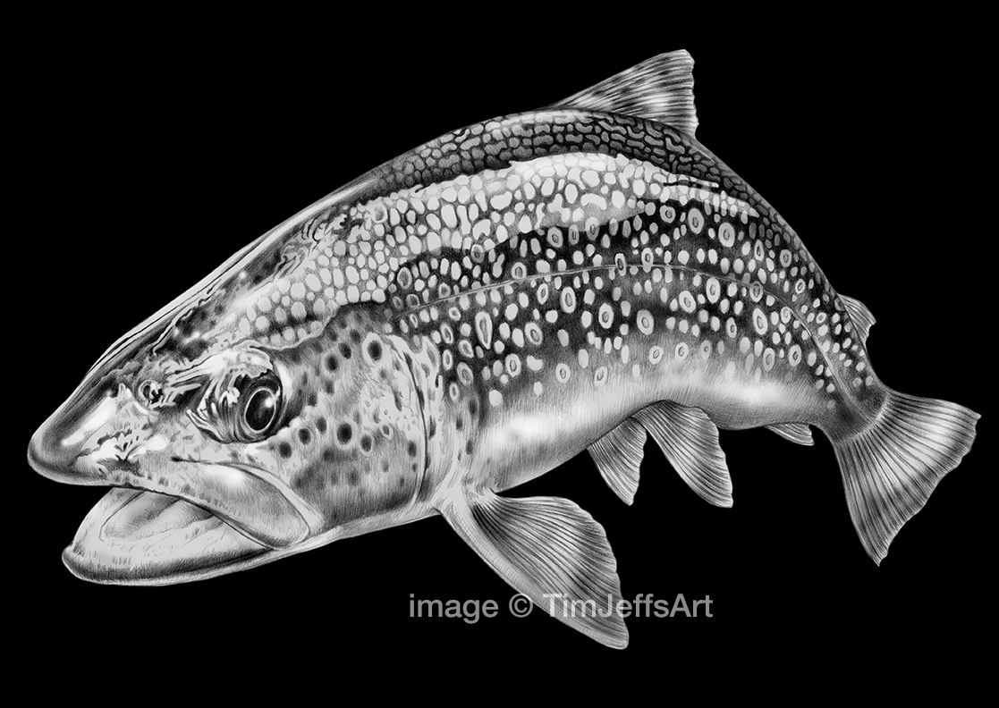 Tim Jeffs Art: Ink Drawings