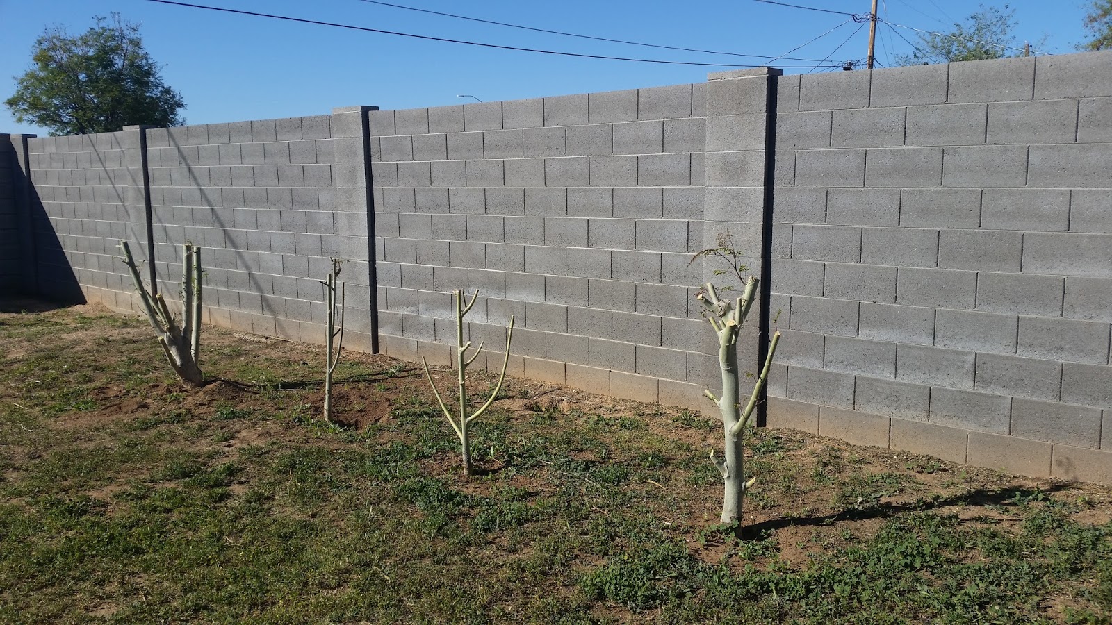 Mad Bioneer: Coppicing and Pollarding