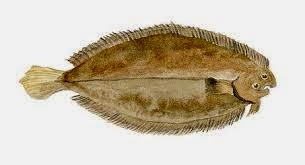 Lenguado ~ EL SAUCE seafood