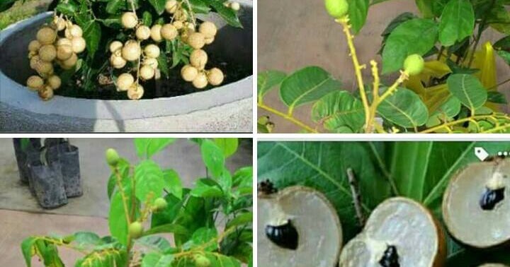 Berita TV Malaysia: longan lada hitam buah tiada biji/biji terlalu kecil