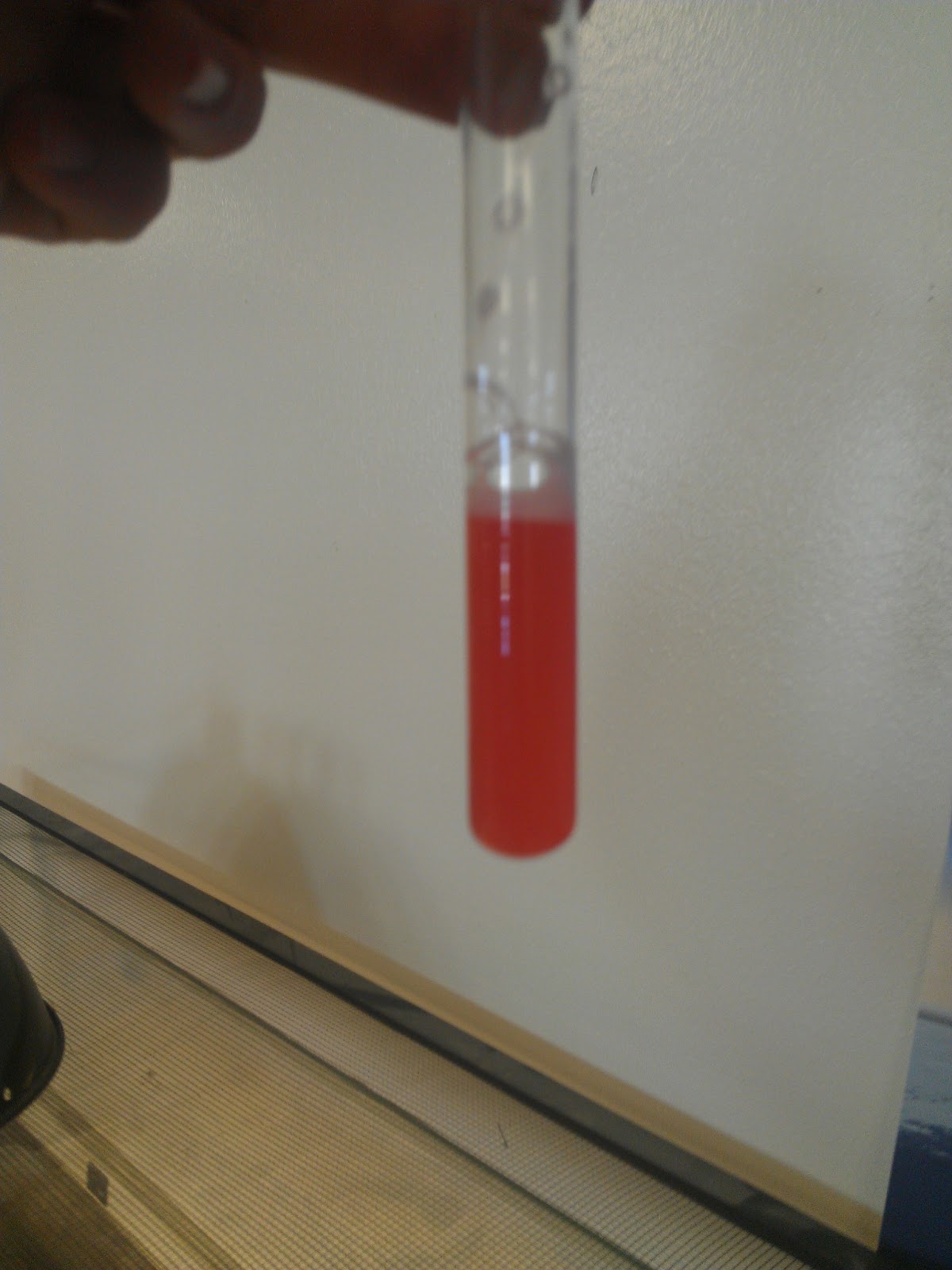 Bellarmine Biology Blog: Strawberry DNA Extraction Lab