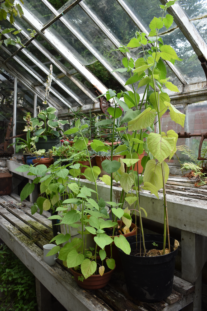 Growing and caring for Physalis peruviana - aka Cape Gooseberries