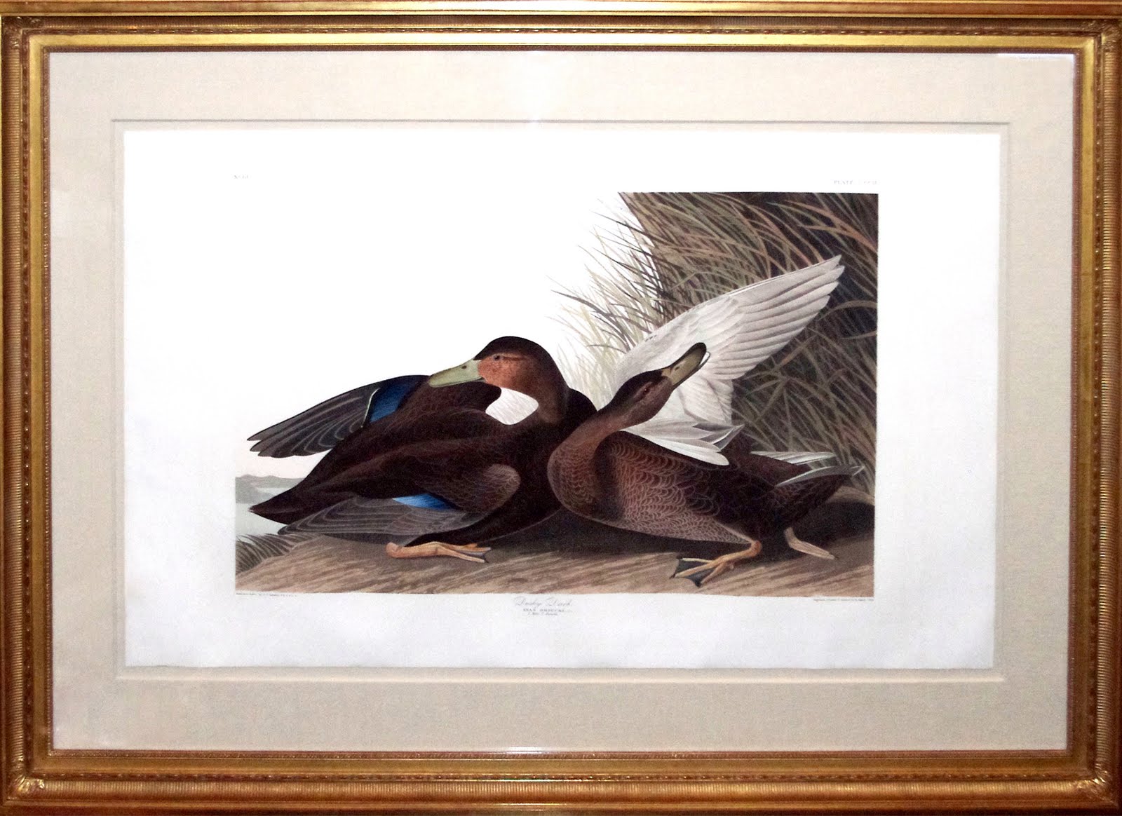 Audubon of the Day: John James Audubon "The Dusky Duck"