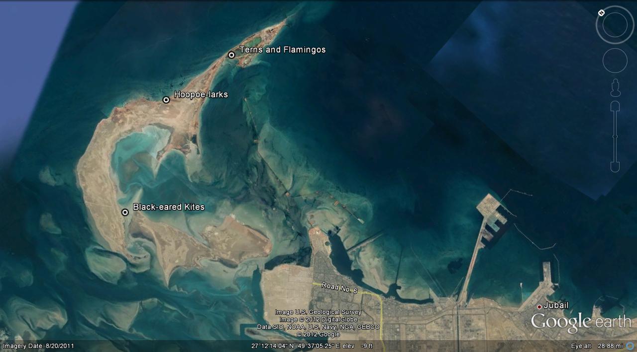 Birds of Saudi Arabia: Abu Ali Island/Ras Abu Ali - Jubail