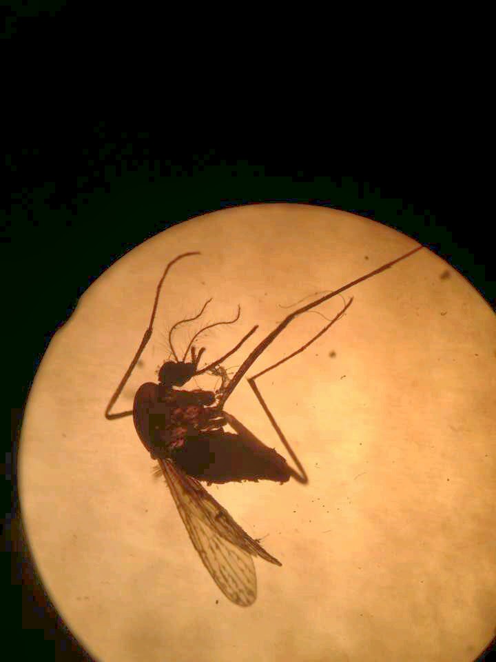 Doney 'دوني ساجيت': Hasil Gambar Praktikum Entomologi