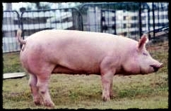 Porcinos: RAZA YORKSHIRE (LARGE WHITE)