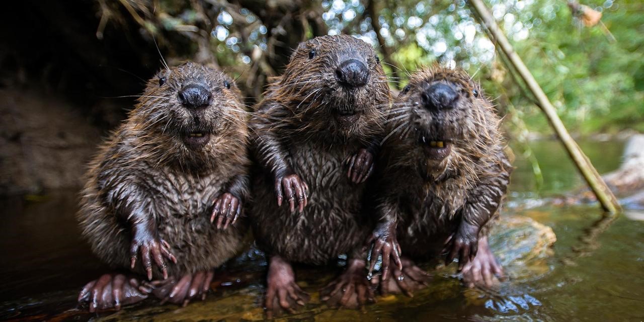 Ms. Raino's Science Classroom!: Beavers by Abi