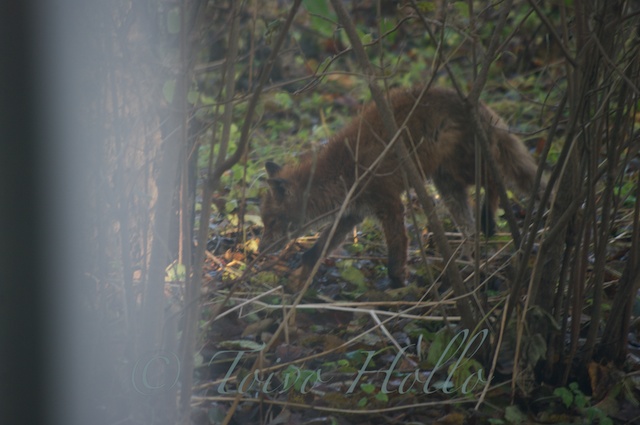 Võromaaveere: Rebane