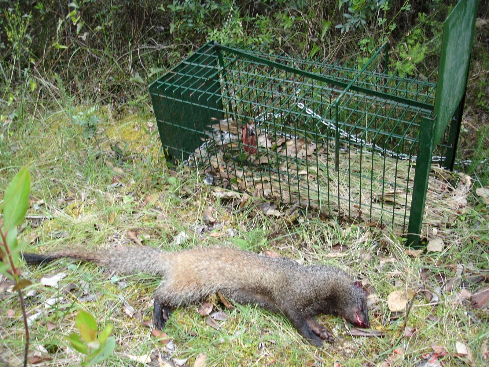 Clube de Caça e Pesca de Coimbra Sul: Saca Rabos (ichneumon)