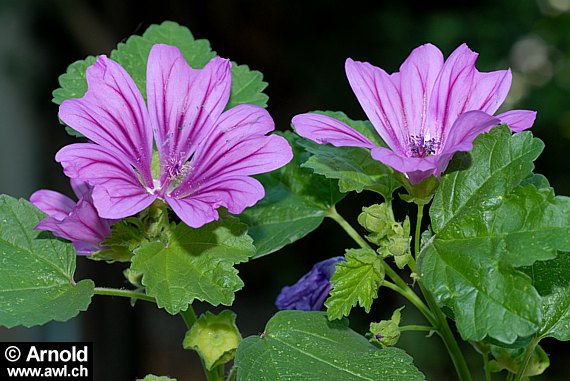 Mézikertje: Mórmályva