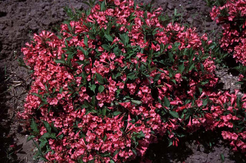 Beechwood Landscape Architecture and Construction: Weigela florida ...