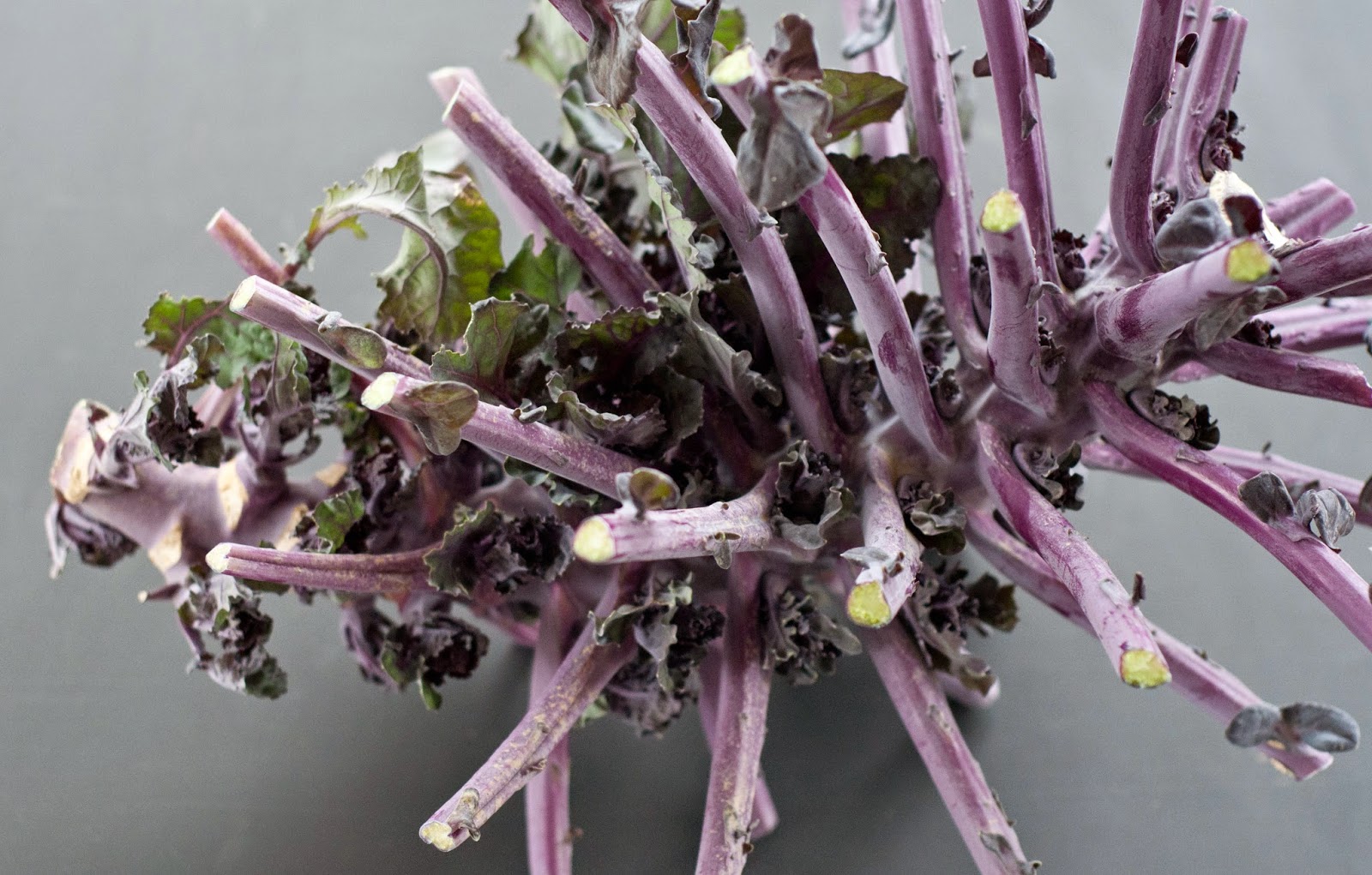 Robson's Farm: Kalette Quiche