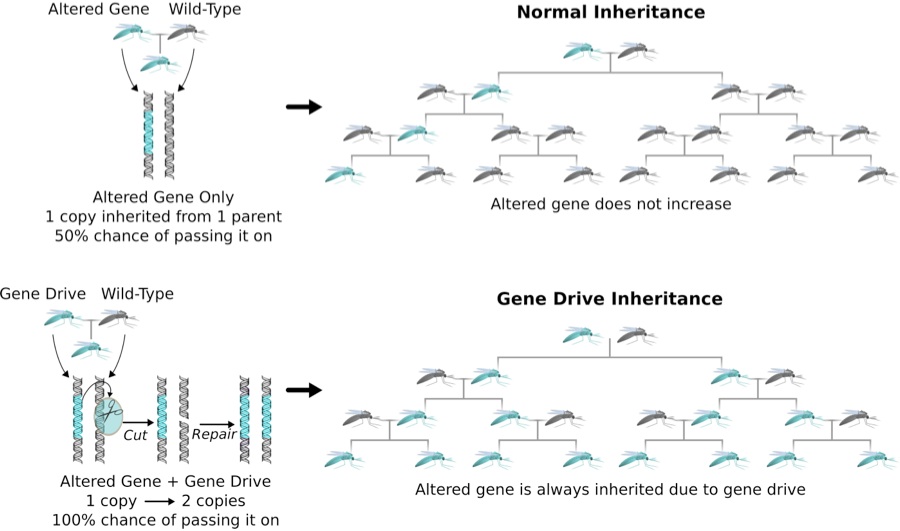 Gene drive can propel genes throughout populations combined with CRISPR ...