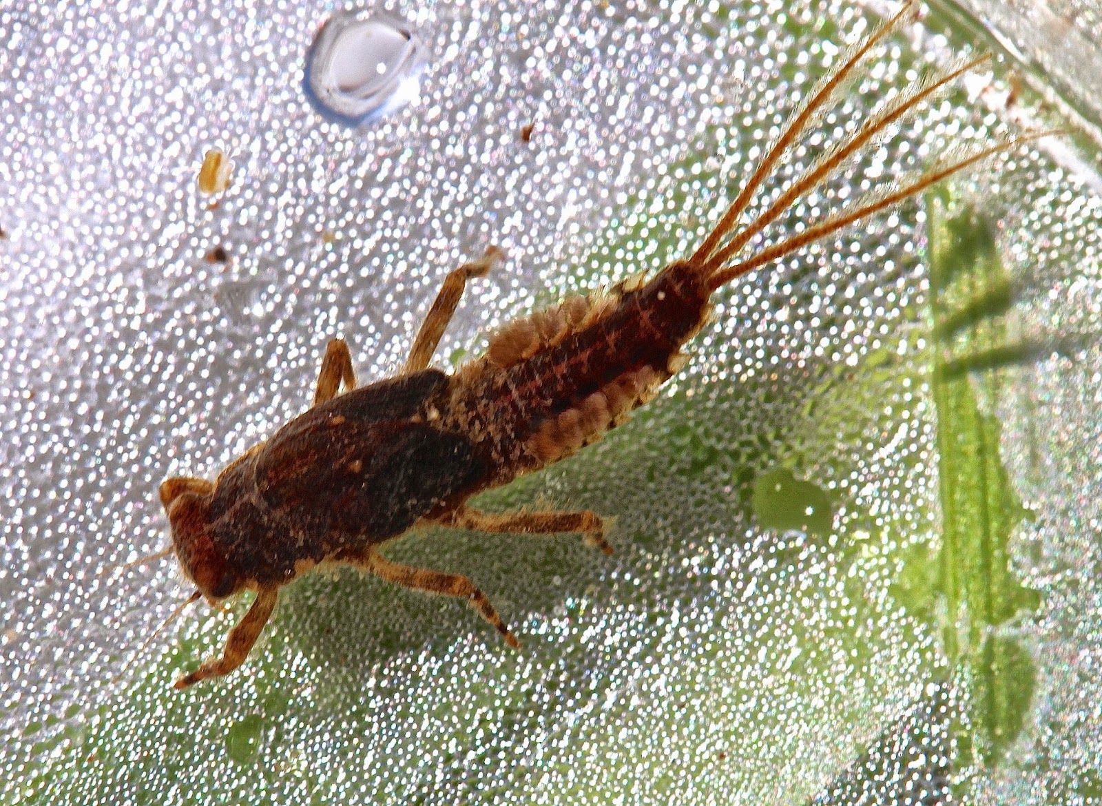 Aquatic Insects of Central Virginia: Spiny Crawlers: The move from E ...