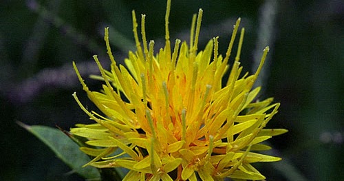 Safflower: My Favourite Summer Seed | Nature Notes Blog