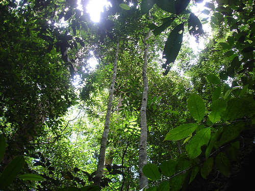 ECOSISTEMAS DE COSTA RICA: BOSQUE TROPICAL OMBRÓFILO DE BAJA ALTITUD