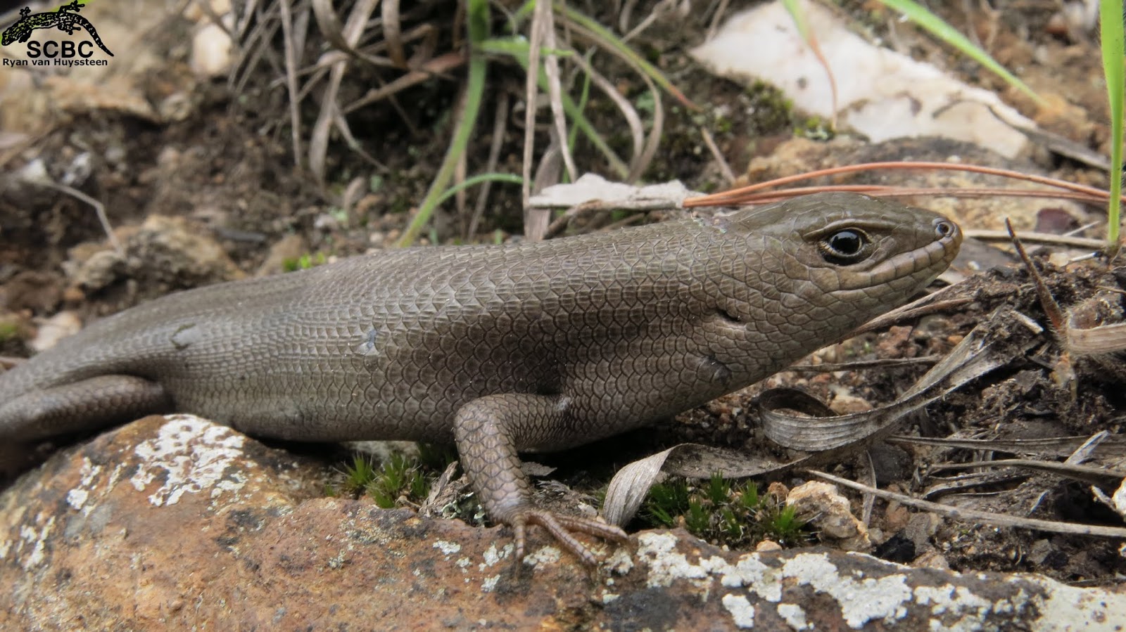 Soutpansberg Centre for Biodiversity and Conservation