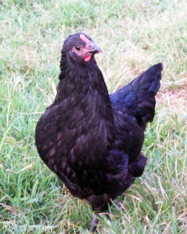 EggCartons.com Roost: About EggCartons.com and our Customers