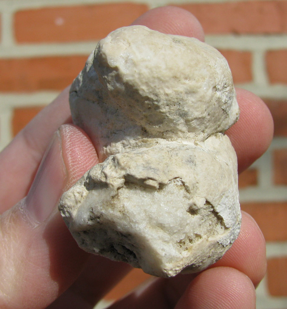 Views of the Mahantango: Diceras arietinum pelcypod from France