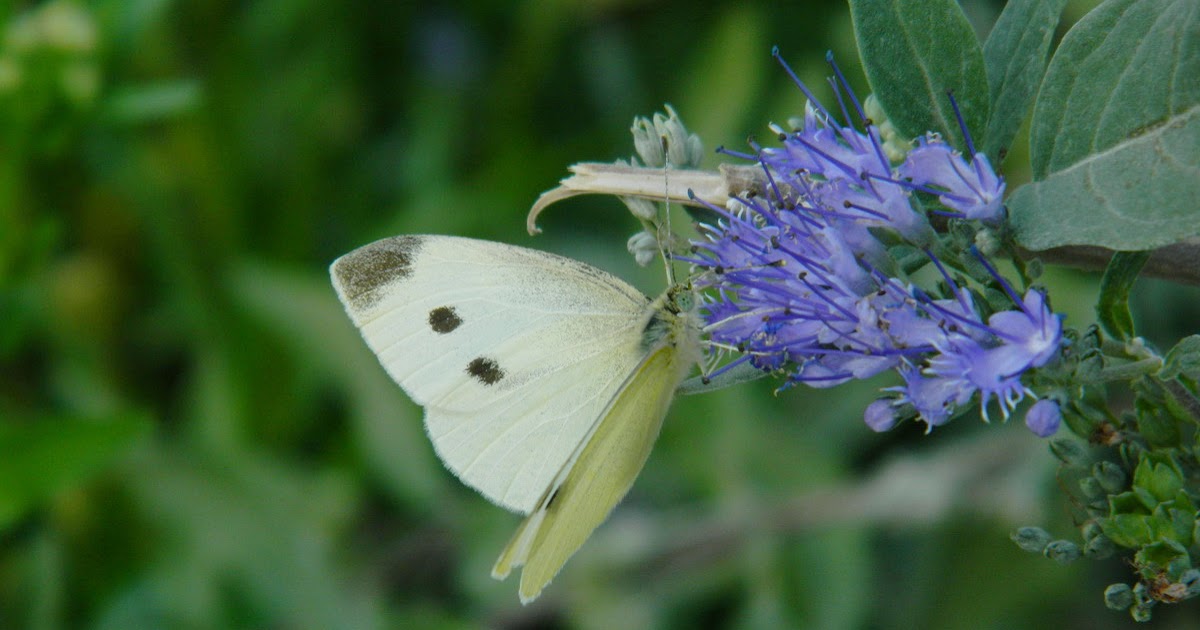 LA MULTI ANI, ROMANIA!: Fluture pe flori mov