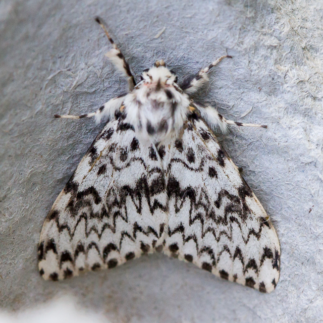 Hereford and Worcester Moths: Mansell Gamage 04/07/18
