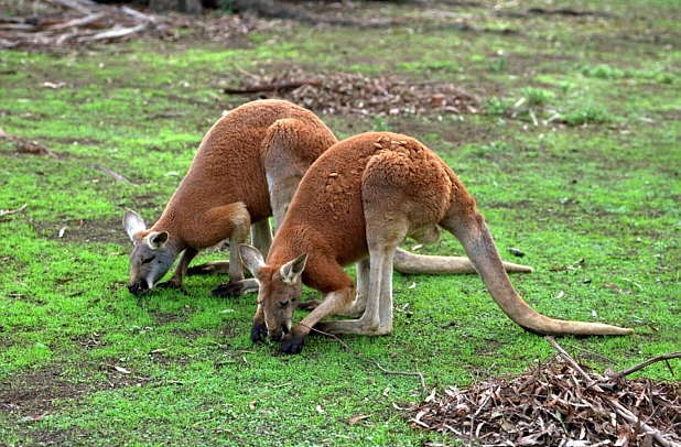 El ojo del buitre: Canguro rojo (Macropus rufus)