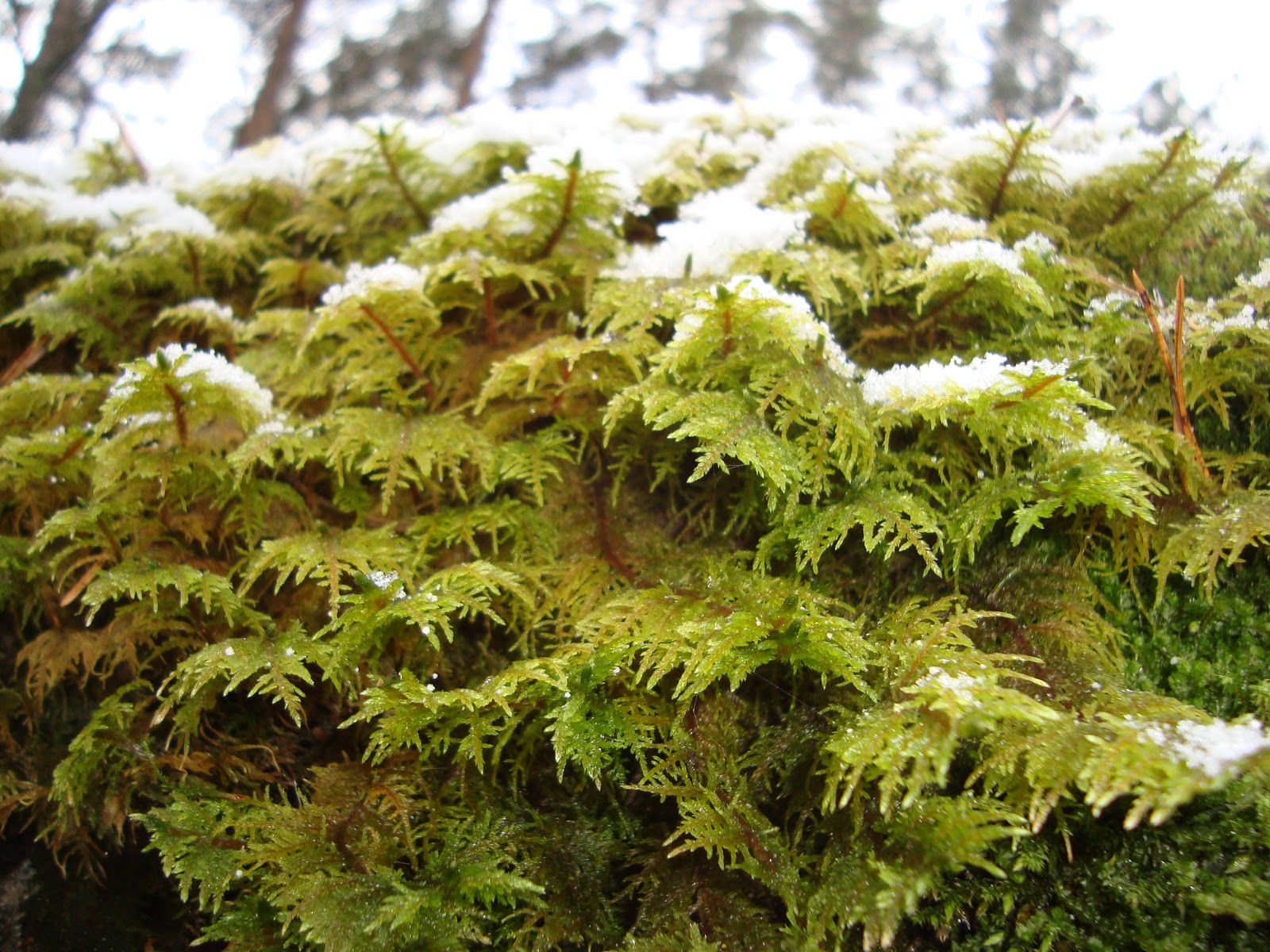 Soolembese rännakud: Sepavõhma rännak 31.12.2011