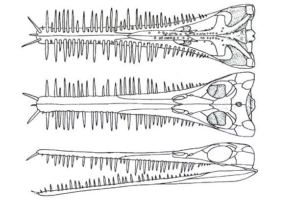 Blog de la Vida Prehistórica: Mesosaurus