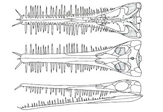 Blog de la Vida Prehistórica: Mesosaurus