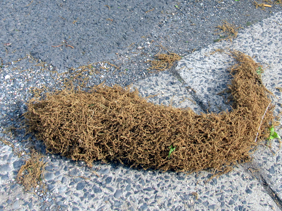 The (TV) Show Must Go On...: Off Topic: That Was the Week It Was - May ...