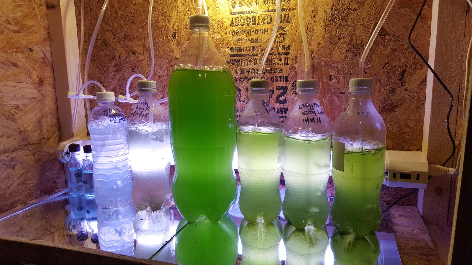 Amateur Algae culturing and cultivation : FY11012016 Front Yard Algae ...