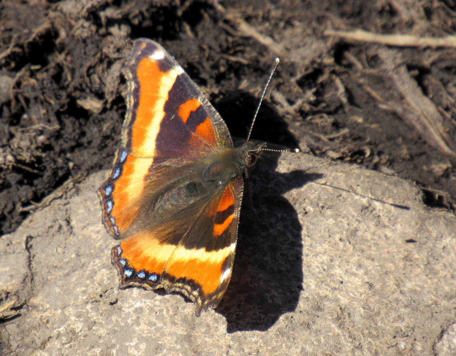 Milbert's Tortoiseshell