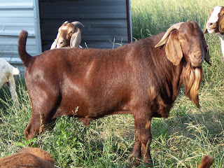 Kembara Insan / Engineer's Blog: Kalahari / Red Boer