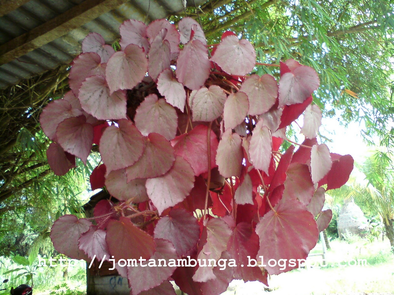 Jom Tanam Bunga: Album Bunga