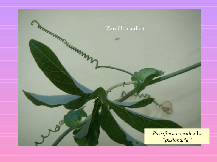 Tipos de tallos- Descripción de la morfología de la planta.