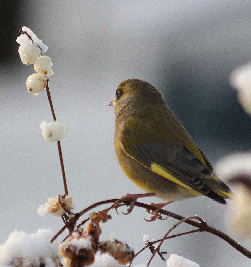 Iineksen kuvat: Viherpeippo apajilla