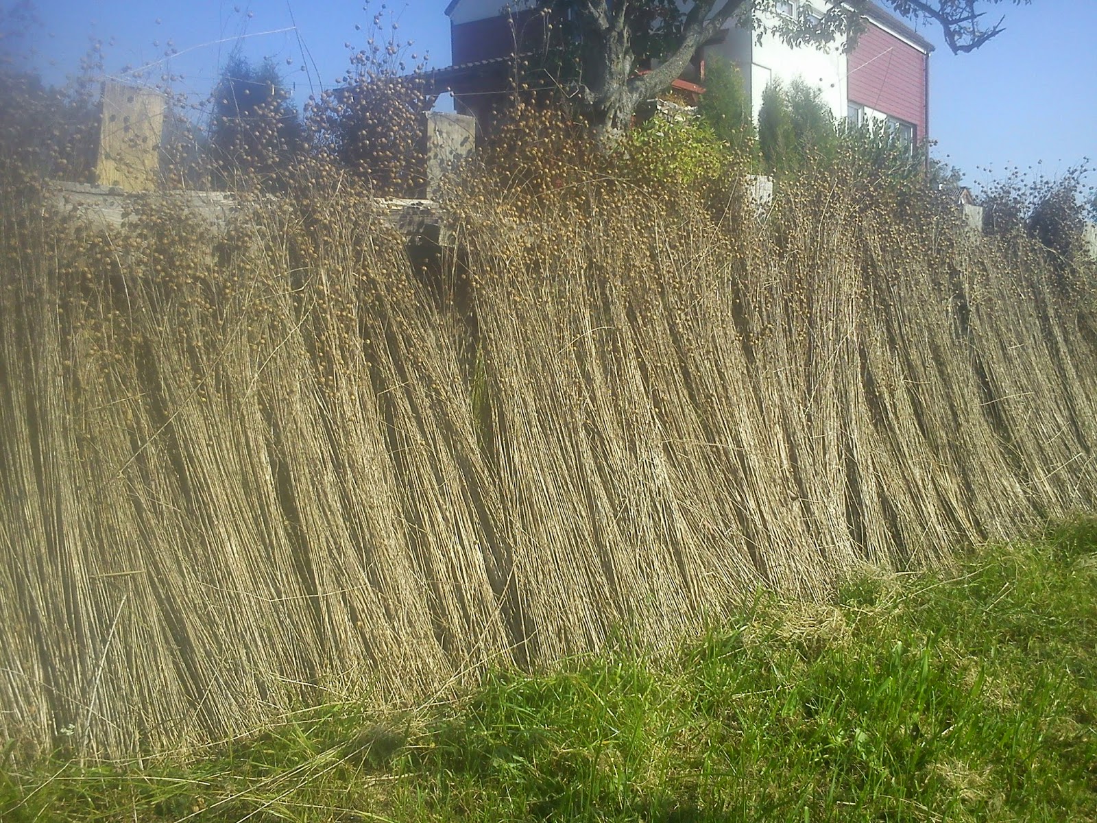 Pracownia Rzemiosł Dawnych: Lniane włókno gotowe do przędzenia