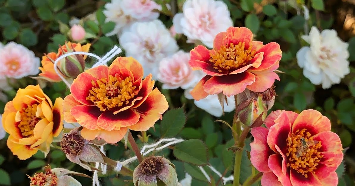 Rose Hybridizing: New Hulthemia Seed Parent Selection and Cross