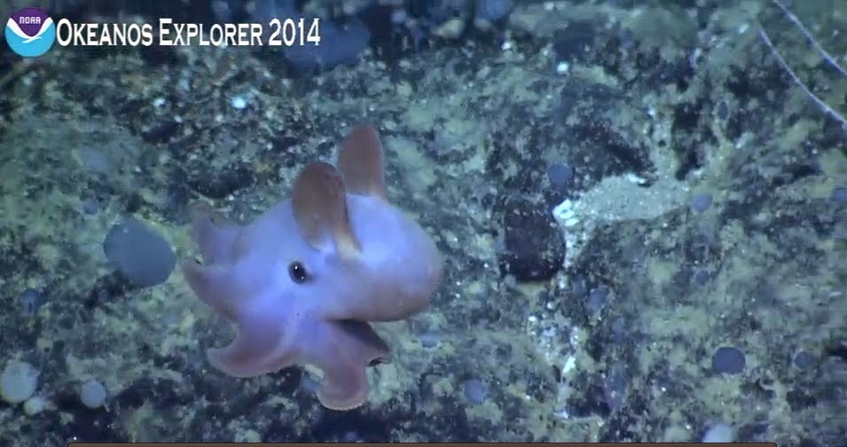 The Echinoblog: Some Okeanos Explorer Dumbo Octopus Love!