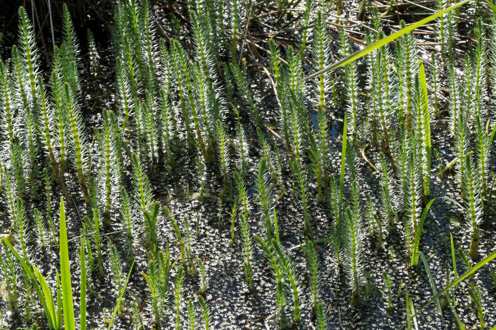 Neighbors To Save Wellington Hills Park: April 2014