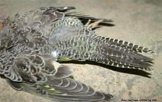 sunshinecoastbirds: Night Parrot: A Big New Barbed Wire Fence and the ...