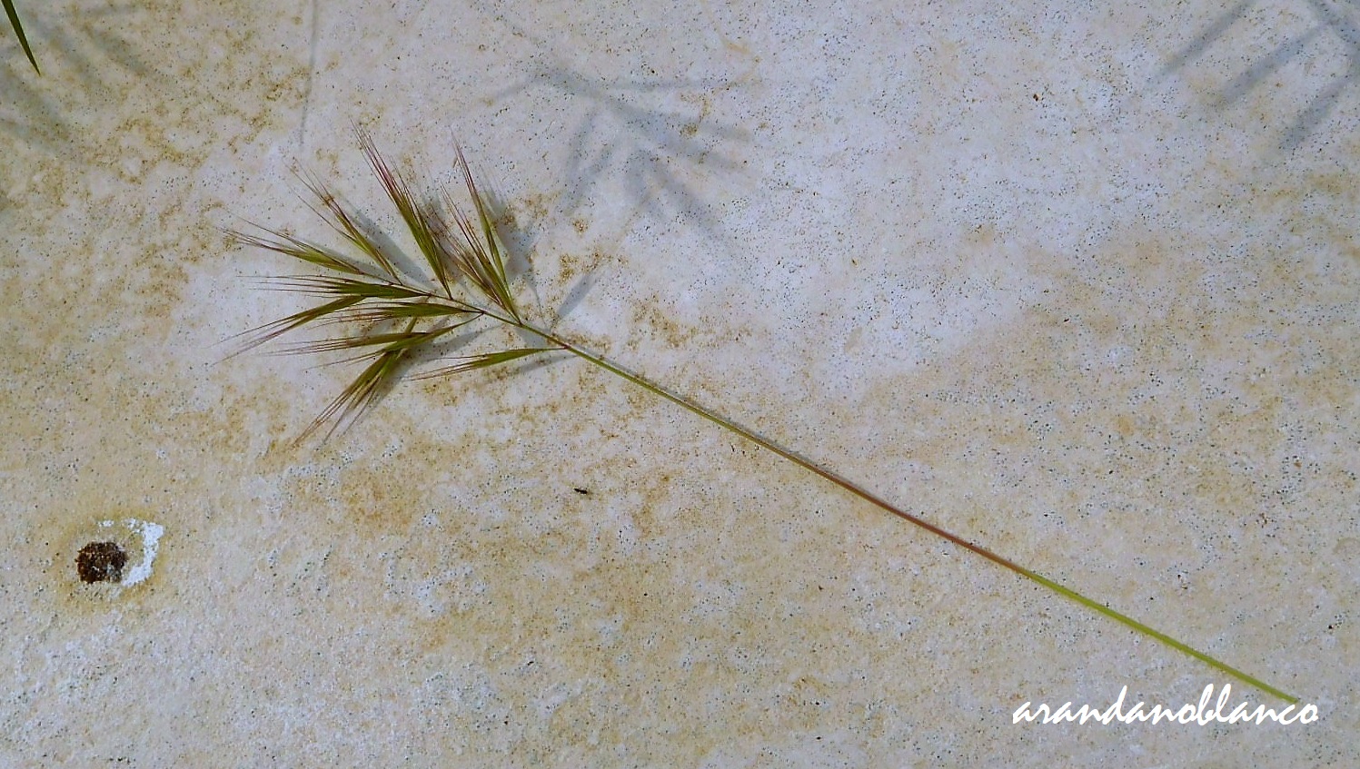 arbustosensevilla-encinarosa: Cyperus rotundus – Juncia real ...