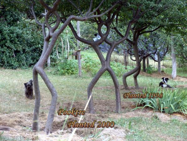 The Unusual Tree Shapes | Weird Things, Weird Pictures, Photo Blog