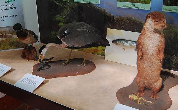 Tunisia-Tunisie-تونس: Eco-tourism in Bizerta, Bizerte, Benzart