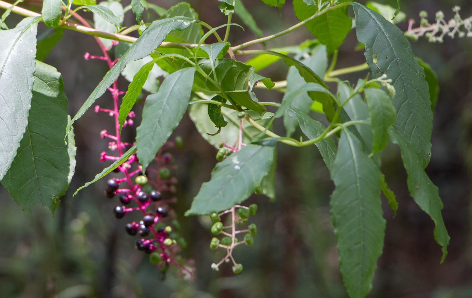 A Breath of Nature: Pokeberry