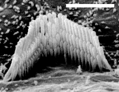 2013 ~ Audiología didáctica para estudiantes