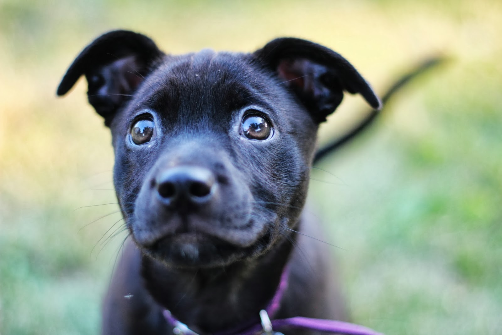 Just picture it...: 5 Tips To Better Photograph Your Dog